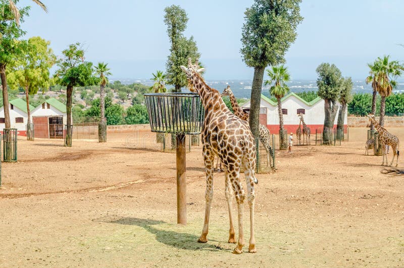 Giraffes Eating Dried Hay at the Zoo Stock Photo - Image of captivity ...