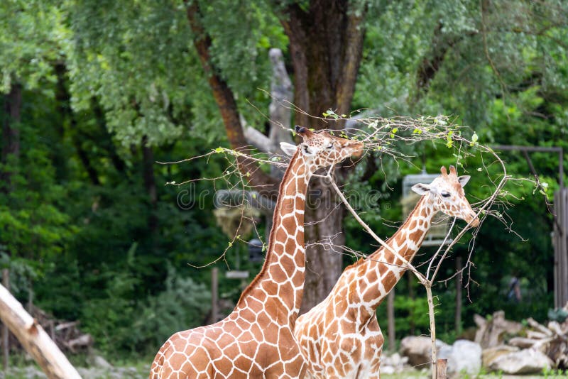 Giraffes in Eating from Tree Stock Image - Image of nose, herbivore ...