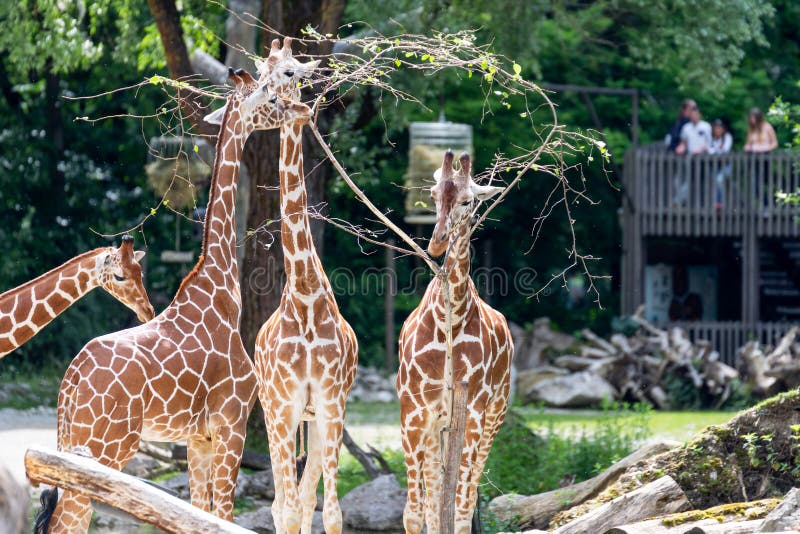 Giraffes in Eating from Tree Stock Image - Image of nose, herbivore ...
