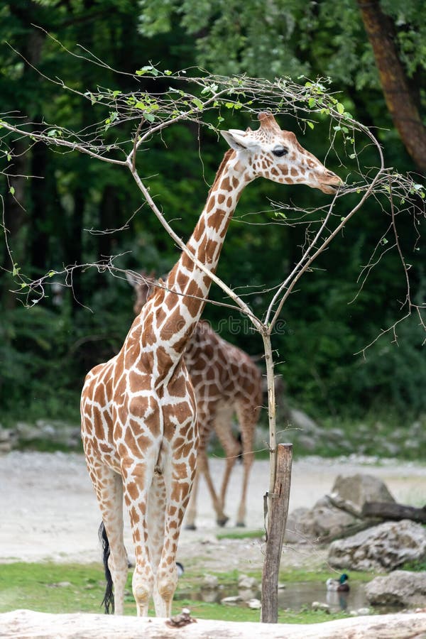 Giraffes in Eating from Tree Stock Image - Image of nose, herbivore ...