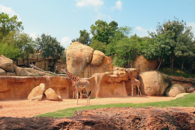 Giraffes in Enclosure stock photo. Image of special - 134546806