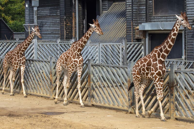 Giraffes in an Enclosure stock photo. Image of sightseeing - 256803144