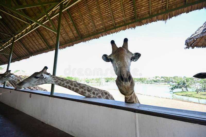 Giraffes Gathering Under Zoo Canopy Roof Stock Image - Image of ...