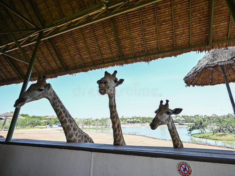 Giraffes Gathering Under Zoo Canopy Roof Stock Photo - Image of head ...