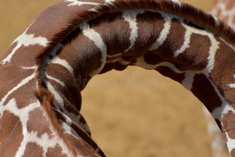 Giraffes Their Natural Habitat. Stock Image - Image of landscape ...