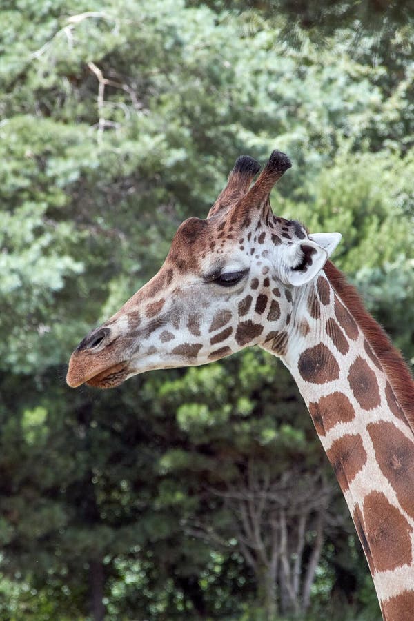 Giraffes Head and Neck in Profile Stock Image - Image of portrait ...