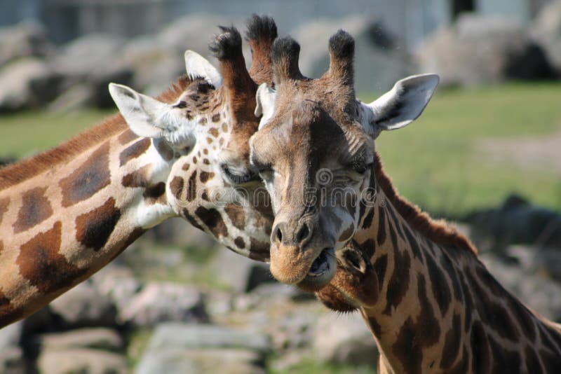Giraffes Hugging Each Other with Their Eyes Closed Stock Photo - Image ...