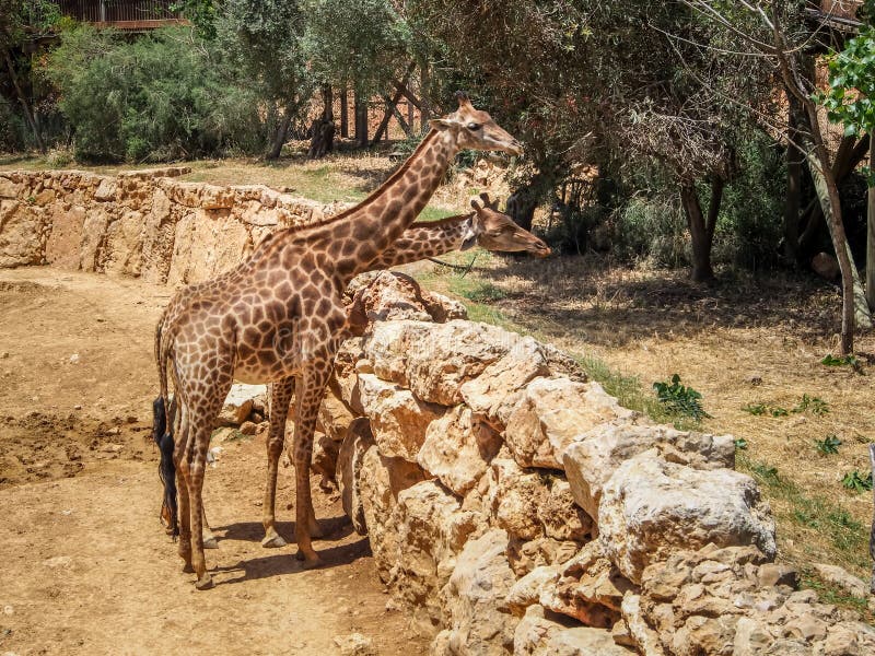 Giraffes, Jerusalem Biblical Zoo in Israel Stock Photo - Image of park ...