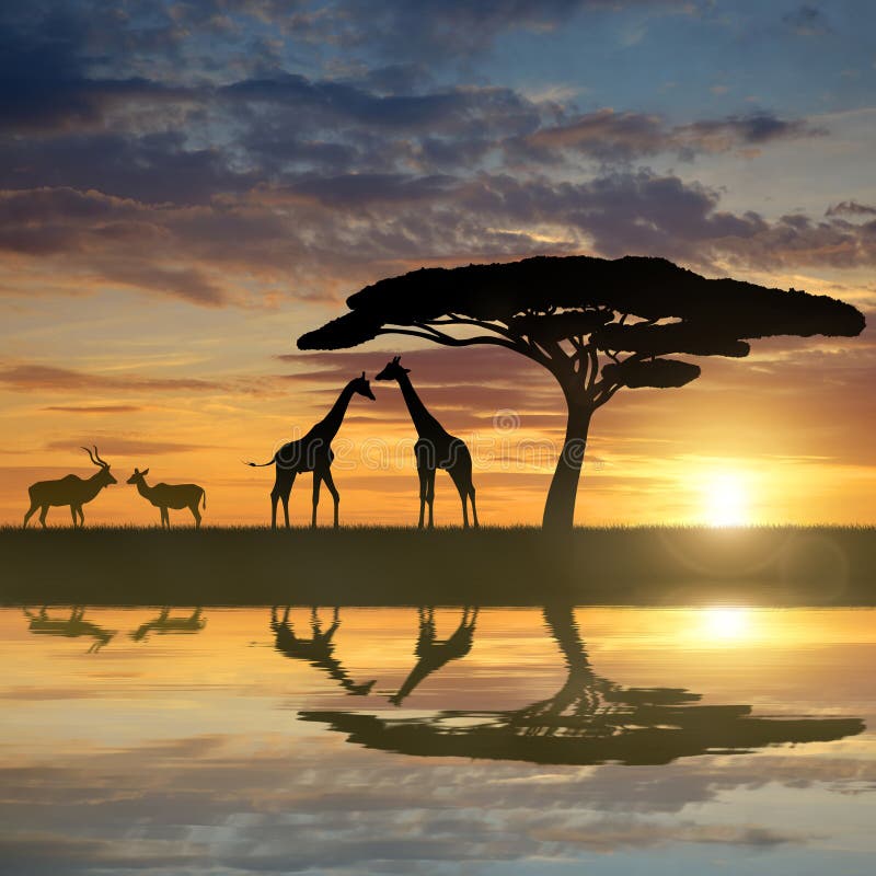 Giraffes with Kudu stock image. Image of antelope, savannah - 47306295