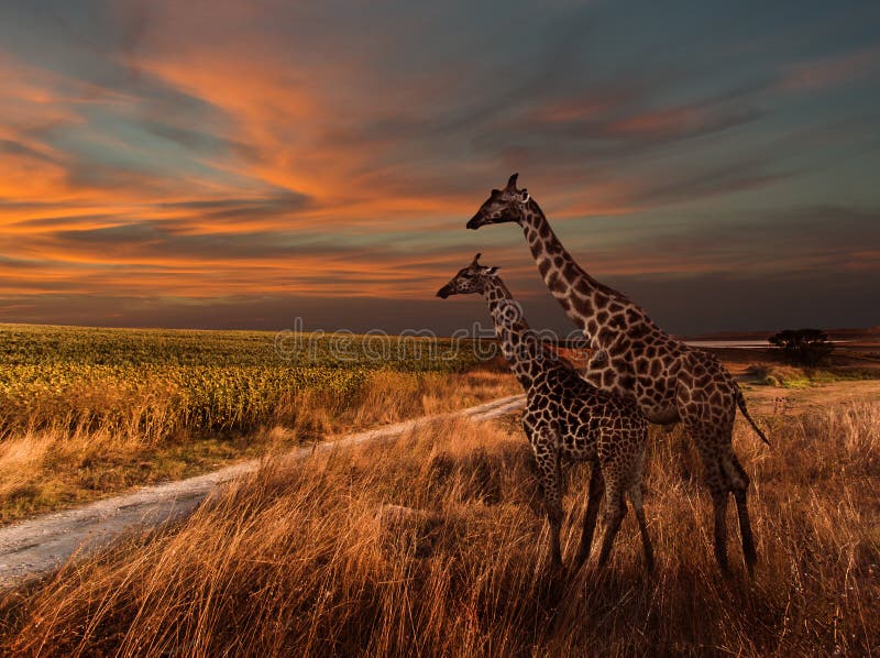 Giraffes stock photo. Image of summer, beauty, solitude - 37886464