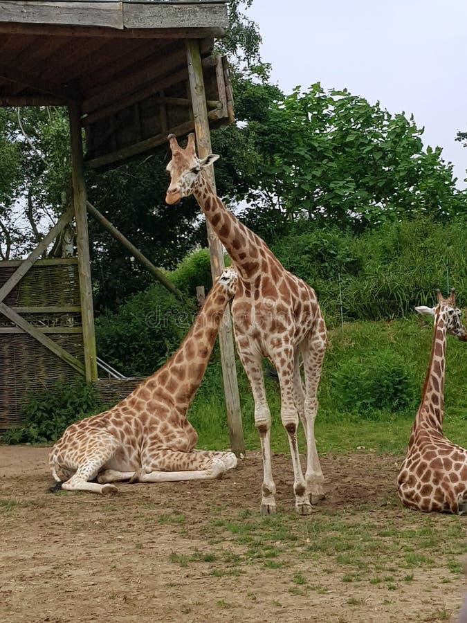 Giraffes stock photo. Image of wildlife, animal, giraffes - 131073672