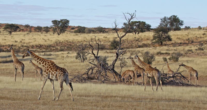 Giraffe stock photo. Image of looking, giraffe, ears - 12684542