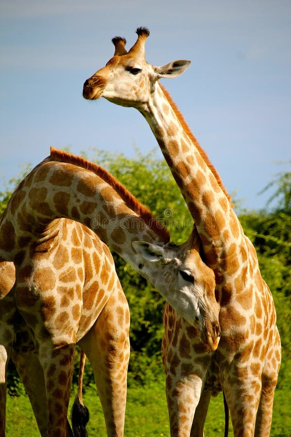 Giraffes in namibia stock image. Image of game, namibia - 69969455