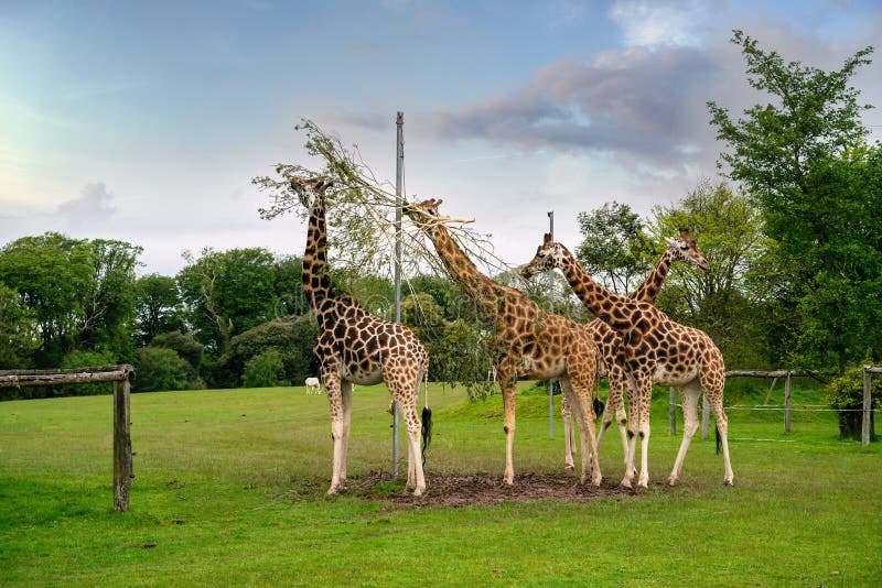 Giraffes in the park stock photo. Image of animal, park - 220296922