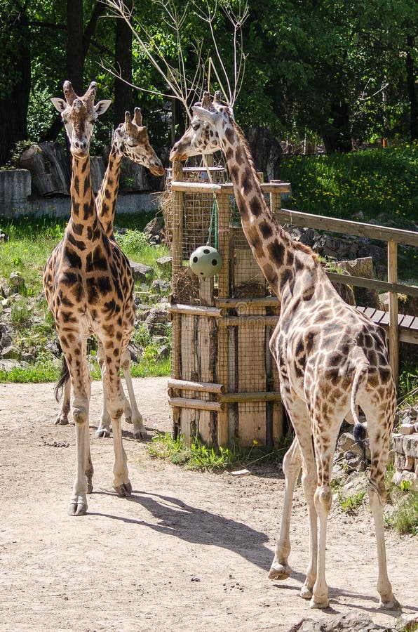 Giraffes at Riga Zoo, Latvia Stock Image - Image of wild, nature: 220973193