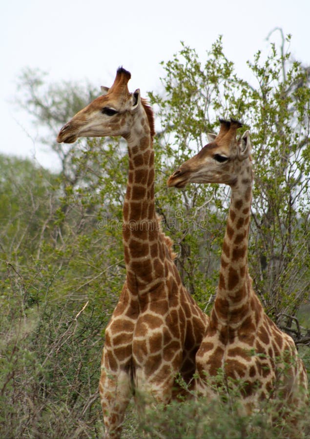 Giraffes`s Couple Looking in the Same Direction Stock Image - Image of ...
