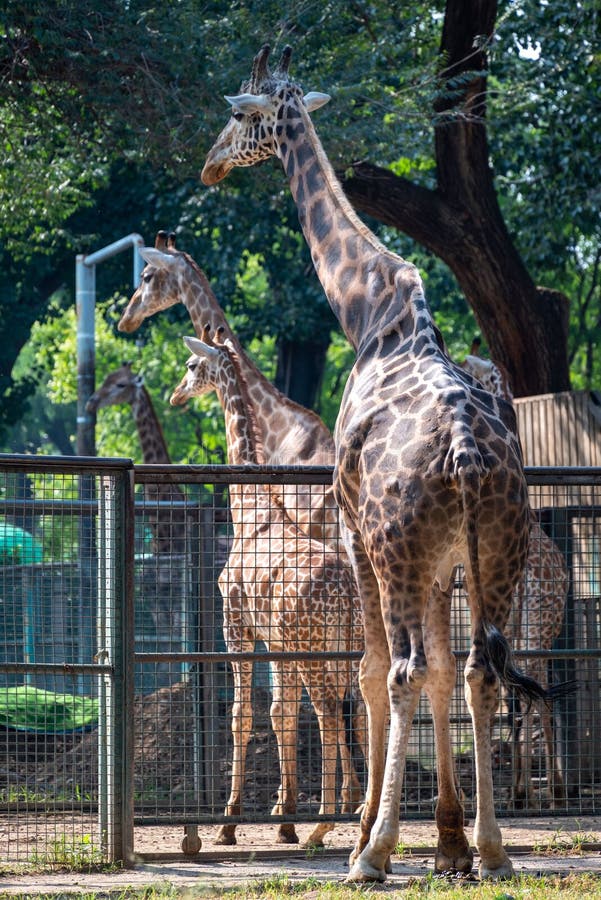 Giraffes Standing in a Fenced Enclosure on a Grassy Field Stock Photo ...