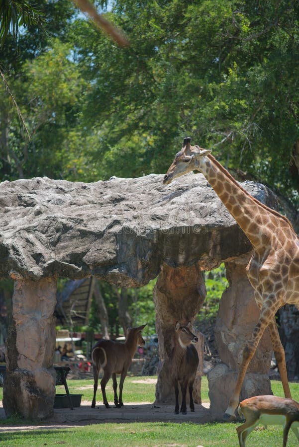 Giraffes Standing on Green Grass in the Zoo Stock Photo - Image of high ...