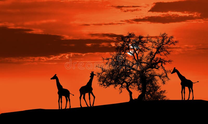 Giraffes at sunset stock image. Image of national, clouds - 25000693