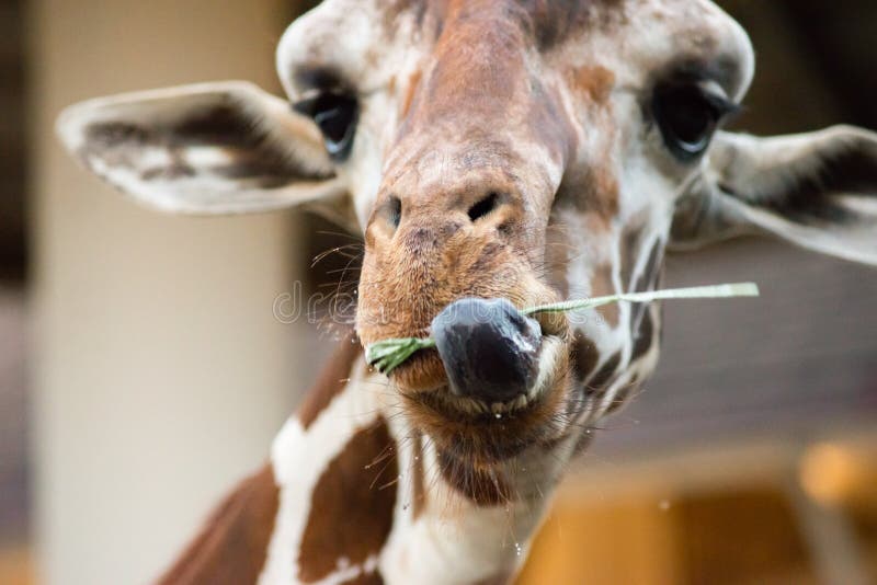 Giraffe stock image. Image of neck, eating, feeding - 164148251