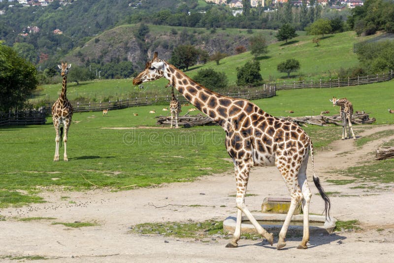 Giraffes Walk on Green Field, Animals in Wild. Close-up Stock Image ...