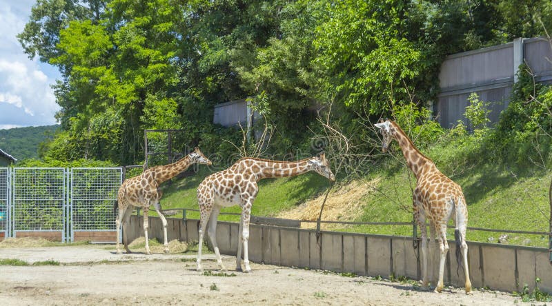 Giraffes Walking in the Zoo Stock Image - Image of african, animal ...