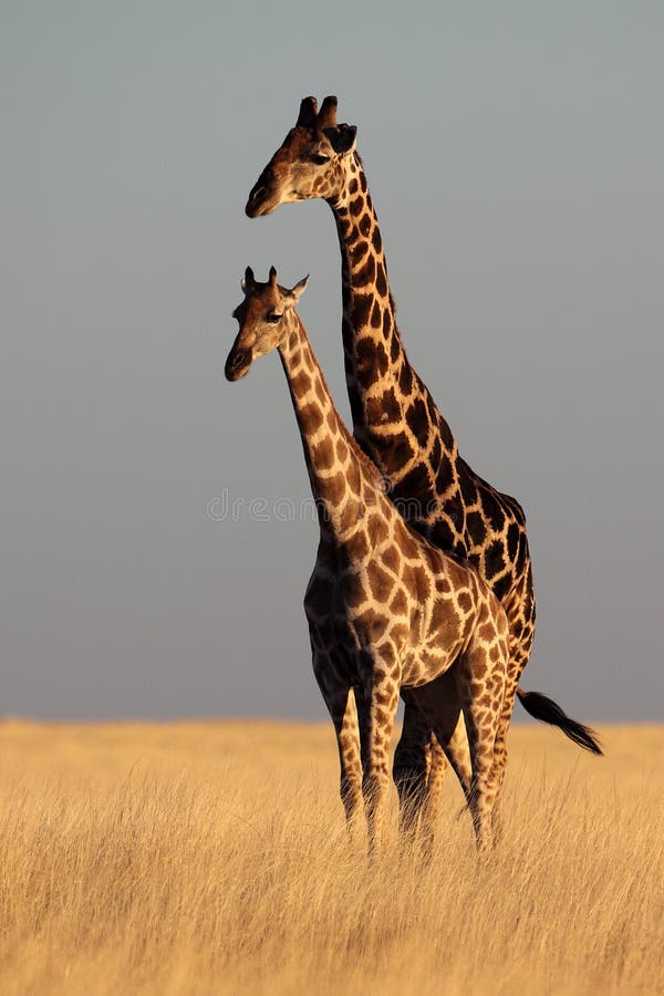 Giraffe in plain savanna stock image. Image of habitat - 10211769
