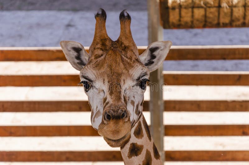 Giraffes in the zoo. stock image. Image of neck, profile - 116071849