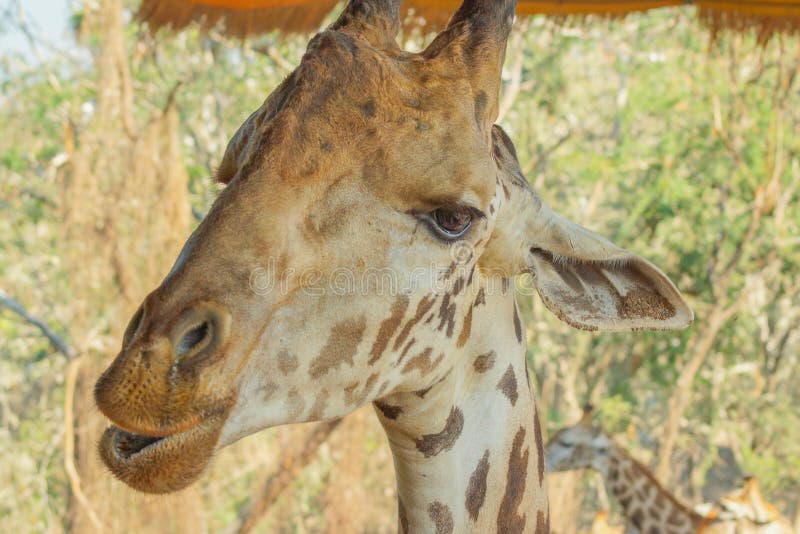 Giraffes in the Zoo Up Close Look Stock Photo - Image of nature, cute ... Giraffes in the Zoo Up Close Look Stock Photo - Image of nature, cute ...