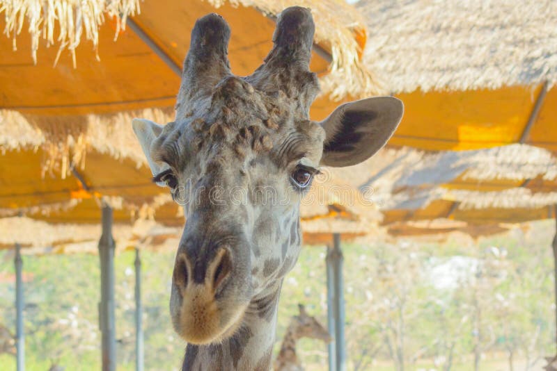 Giraffes in the Zoo Up Close Look Stock Image - Image of neck, close ... Giraffes in the Zoo Up Close Look Stock Image - Image of neck, close ...