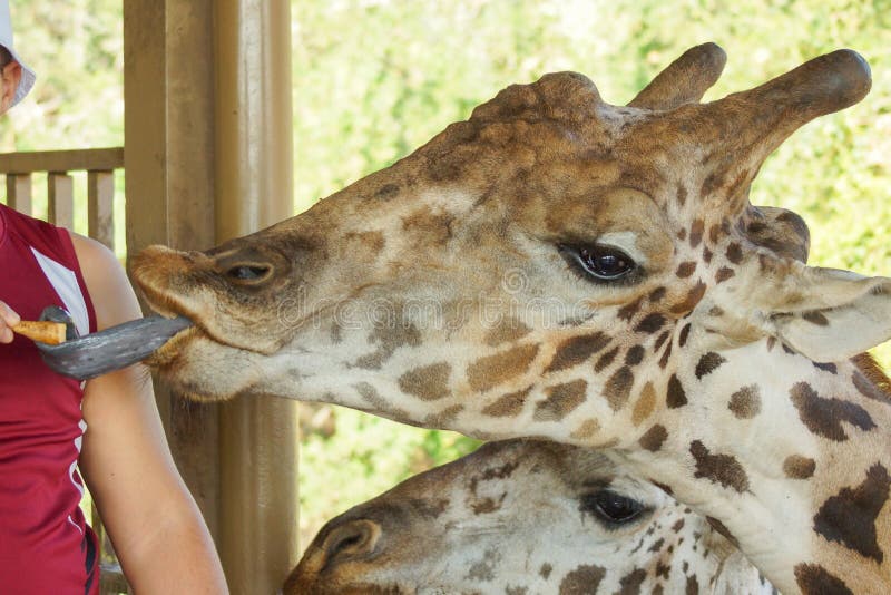 Giraffes in the Zoo Up Close Look Stock Photo - Image of look, mammal ... Giraffes in the Zoo Up Close Look Stock Photo - Image of look, mammal ...