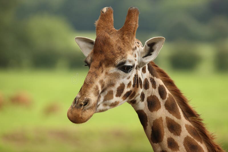 Girafffe stock photo. Image of tall, safari, kenya, wild - 25734974