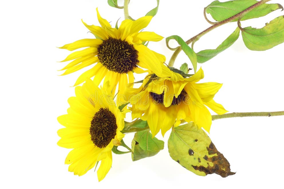 Girasol #4 foto de archivo. Imagen de crezca, verano, primer - 1362718