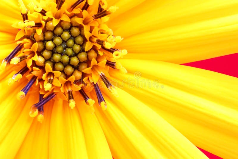 Girasol flower close up stock image. Image of sunlight - 35636775