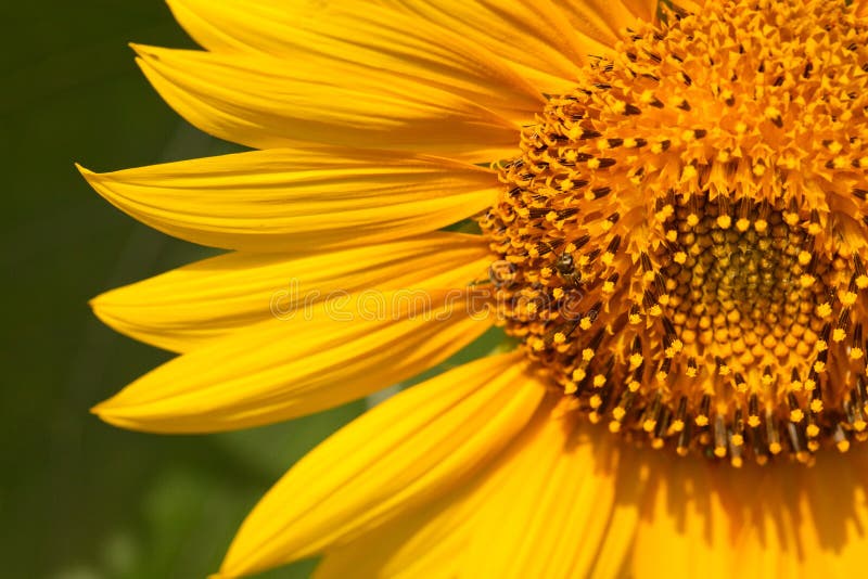 Girasol y abeja imagen de archivo. Imagen de color, wallpaper - 25830525 Girasol y abeja imagen de archivo. Imagen de color, wallpaper - 25830525