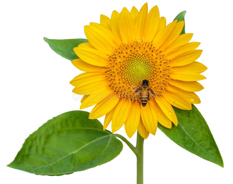 Girasol Y Abeja De Trabajo Aislados En El Fondo Blanco Foto de archivo ... Girasol Y Abeja De Trabajo Aislados En El Fondo Blanco Foto de archivo ...