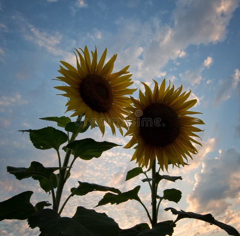 Girasole - fiore di Sun fotografia stock. Immagine di giorno - 57592684