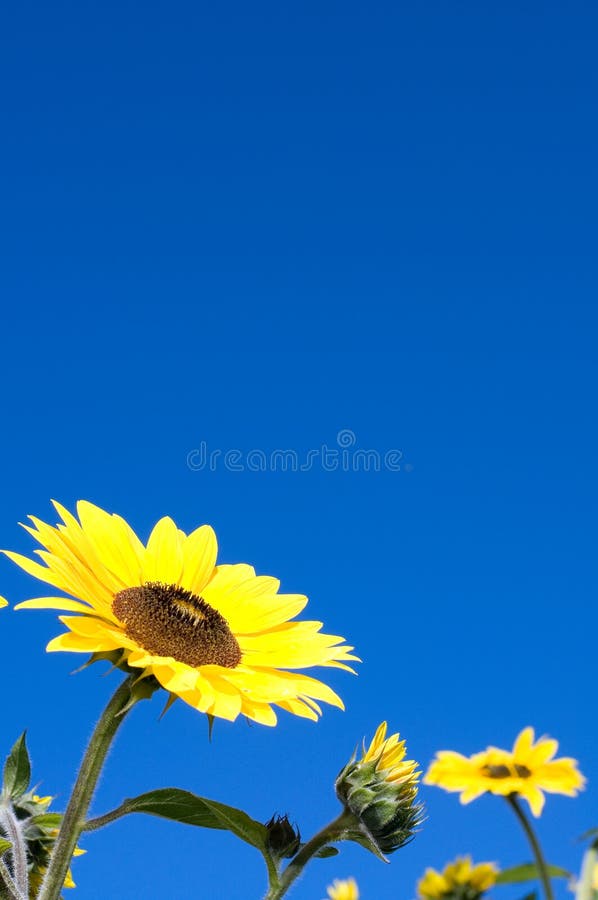 Girasol y cielo azul imagen de archivo. Imagen de detalles - 3328263