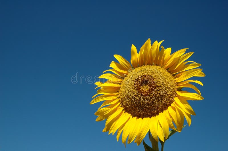Girassol stock photo. Image of sunflower, floresta, macro - 1098602