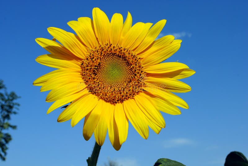 Girassol colorido foto de stock. Imagem de planta, colorido - 25821290