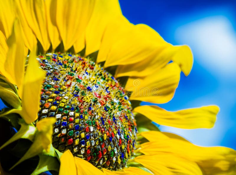 Girassol colorido foto de stock. Imagem de centro, pétalas - 3283608
