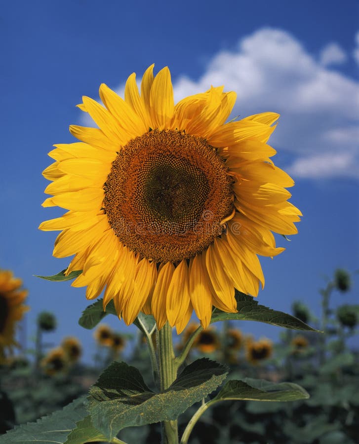 Girassol colorido foto de stock. Imagem de naughty, centro - 3283608