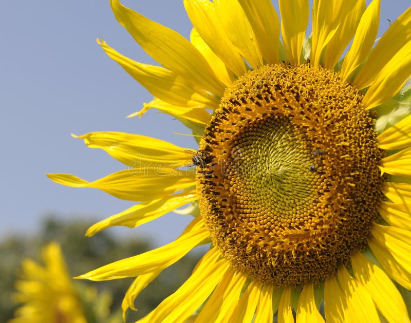 Girassol colorido foto de stock. Imagem de naughty, botânica - 12447900
