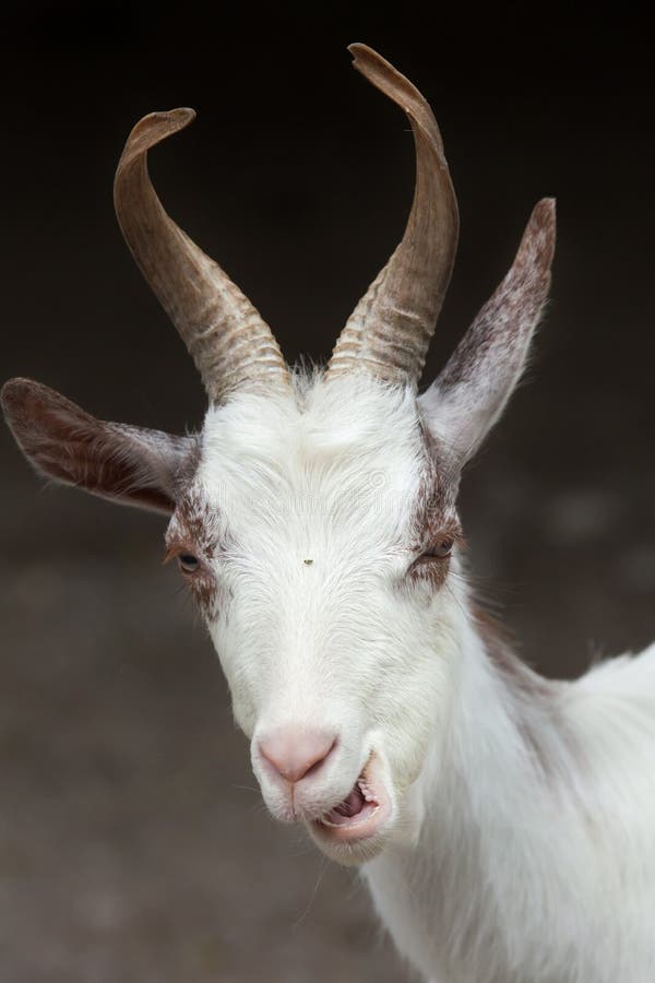 Girgentana Goat Capra Aegagrus Hircus Stock Image - Image of bovidae ...