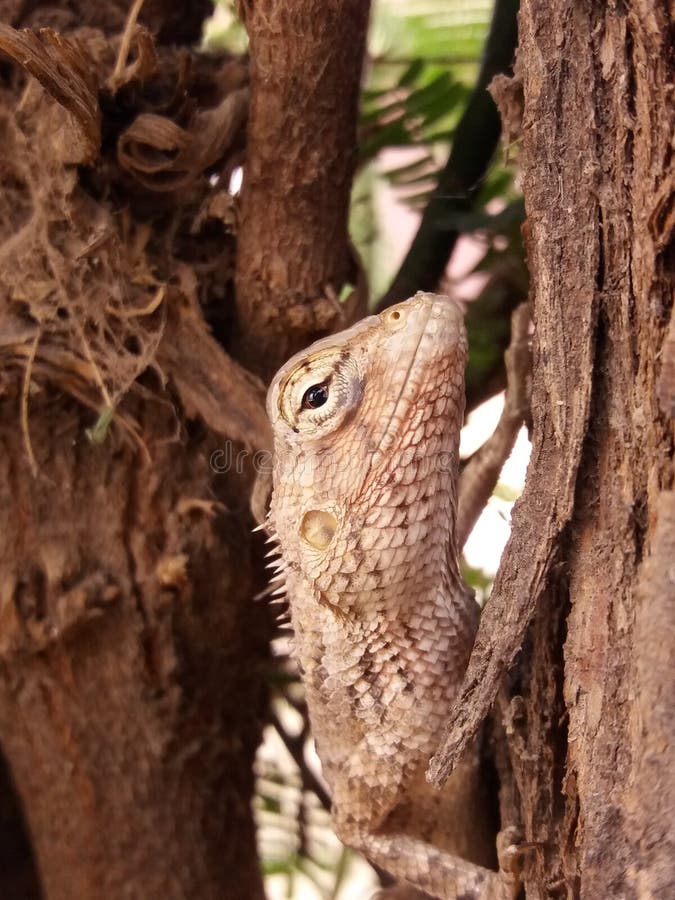 The girgit kids stock image. Image of kids, sunny, girgit - 117419261