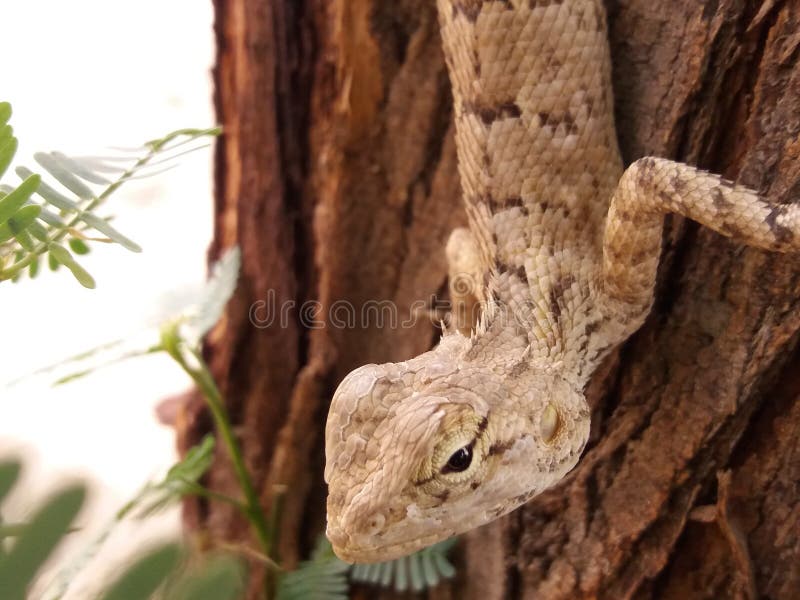 The girgit kids stock image. Image of calor, kids, tree - 117419265