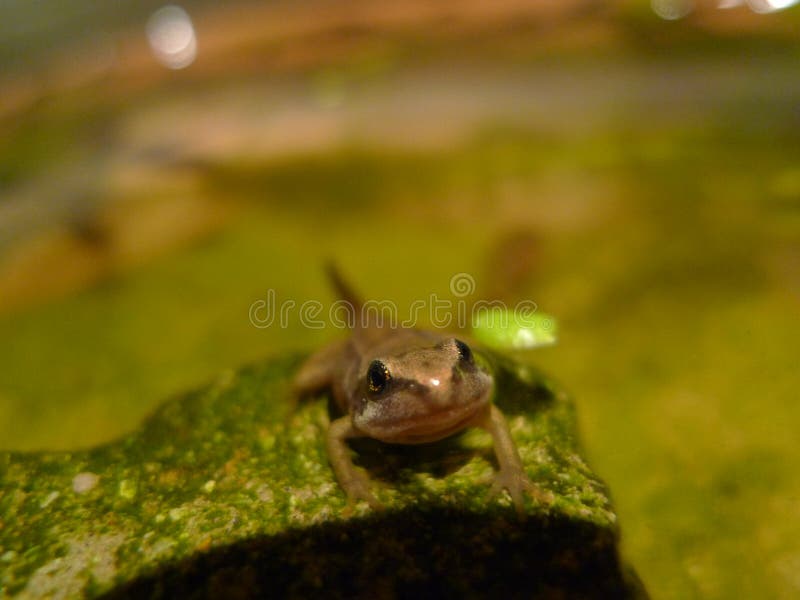 Un Girino Foto Stock - Download 88 Royalty Free Photos