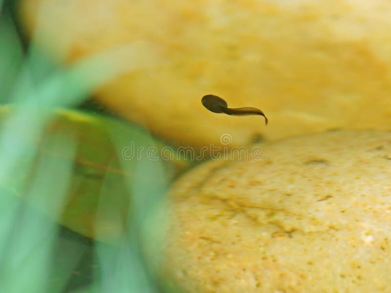 Girino Solitário Na Lagoa Com Caracóis Foto de Stock - Imagem de seixo ...