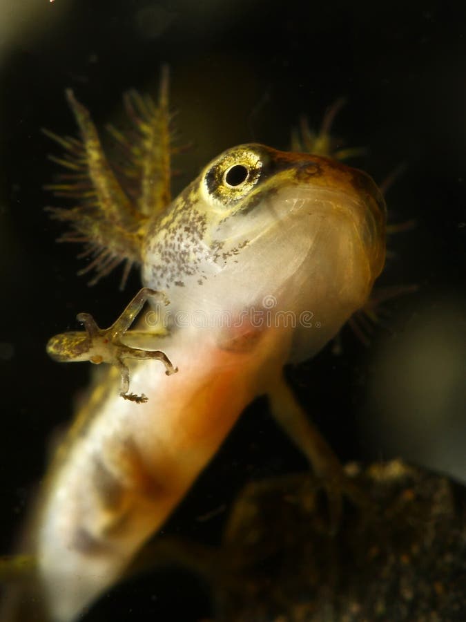Girino Vulgar Do Triturus Do Newt Comum Foto de Stock - Imagem de ...