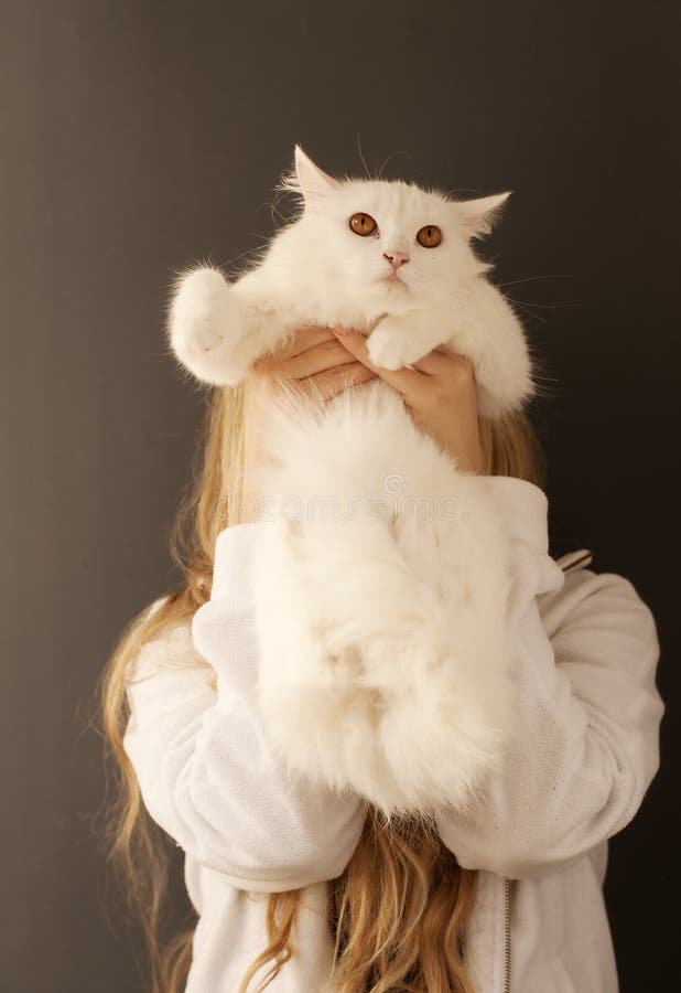 Scared cat stock photo. Image of shot, furry, cute, kitty - 34570346